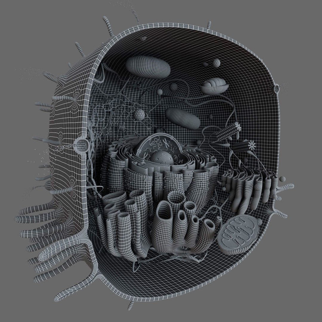 Living cell 3D model - TurboSquid 1377734