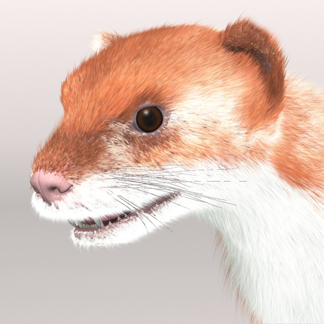 3d Ermine Model