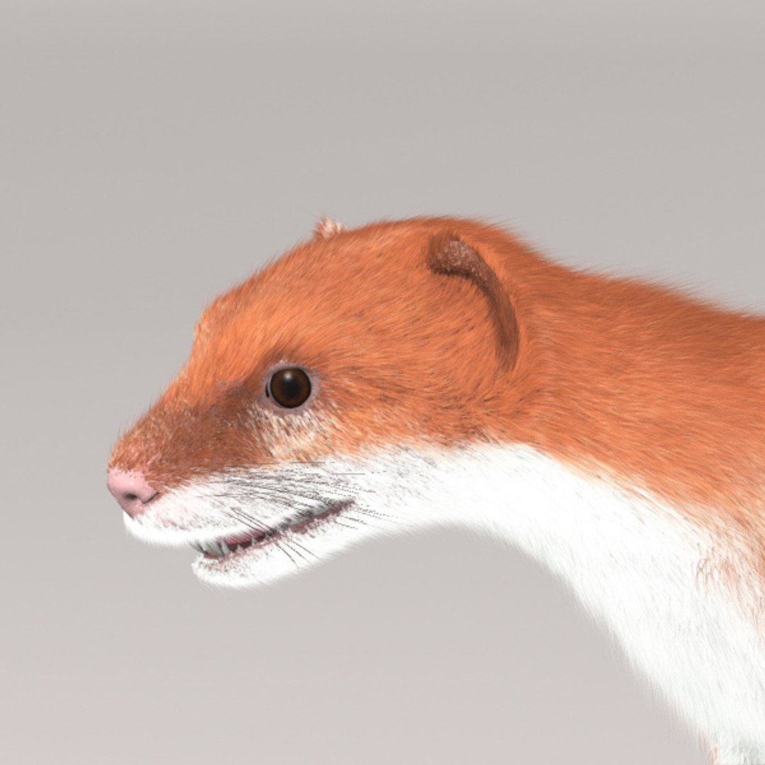 3d Ermine Model