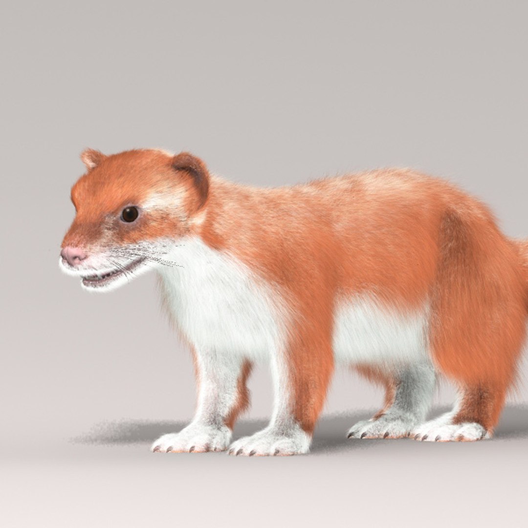 3d Ermine Model