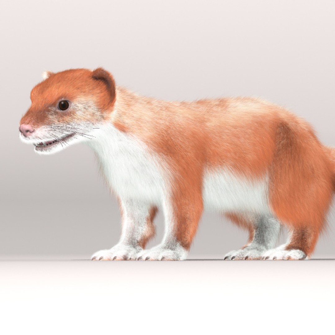 3d Ermine Model