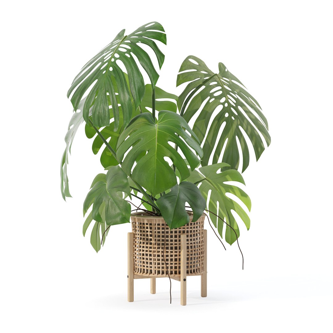 3D Monstera In Rattan Flower Pot - TurboSquid 2186515