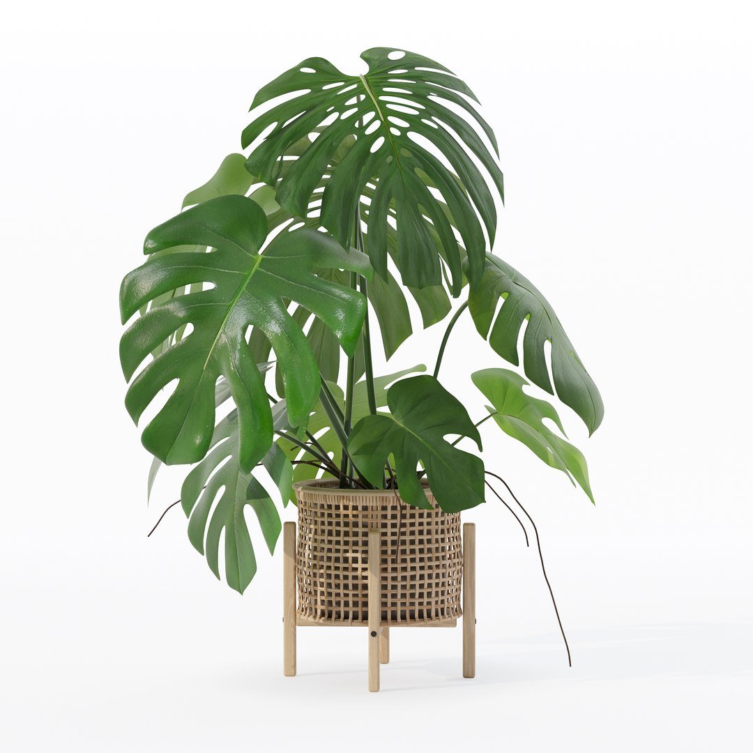 3D Monstera In Rattan Flower Pot - TurboSquid 2186515