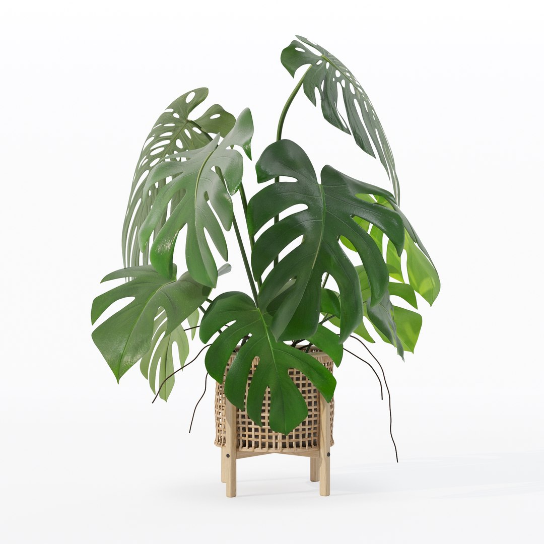 3D Monstera In Rattan Flower Pot - TurboSquid 2186515
