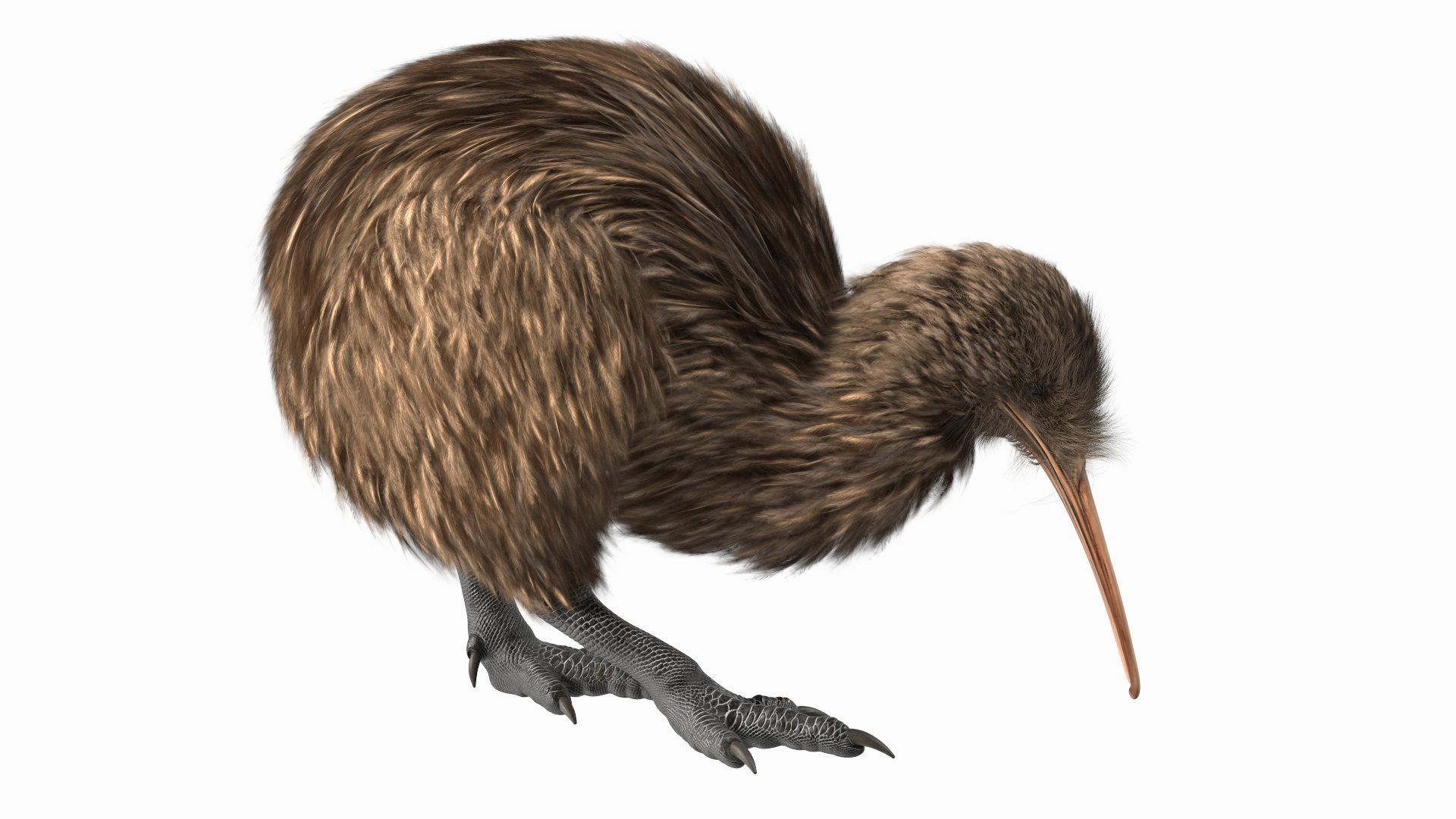 Cute Kiwi Bird Fur 3D - TurboSquid 2105079