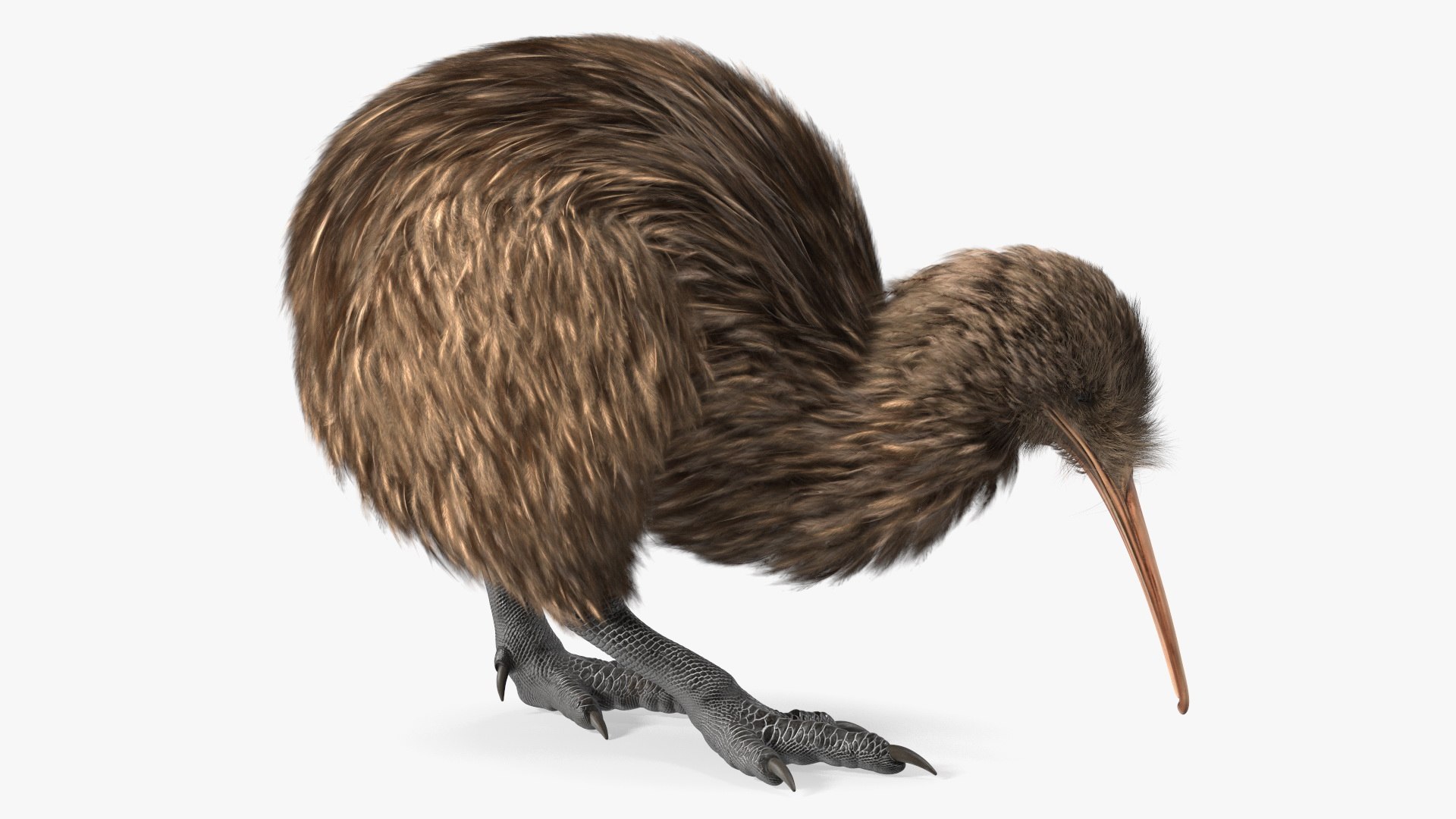 Cute Kiwi Bird Fur 3D - TurboSquid 2105079