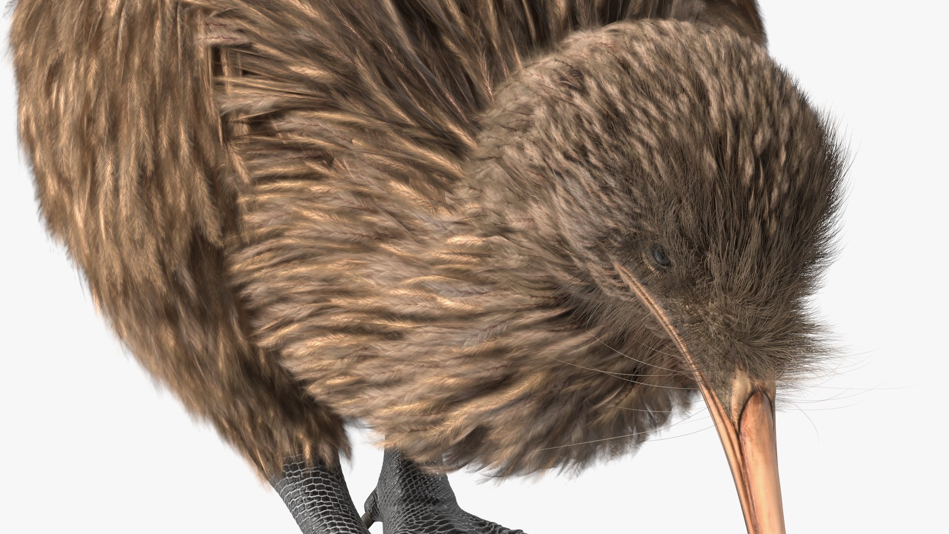 Cute Kiwi Bird Fur 3D - TurboSquid 2105079