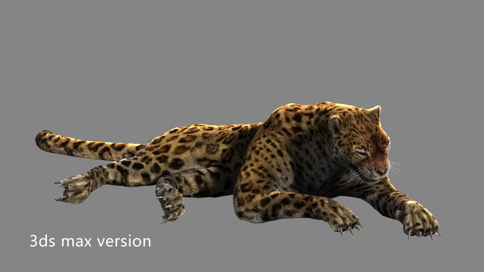 Leopard 3D Model - TurboSquid 2180877