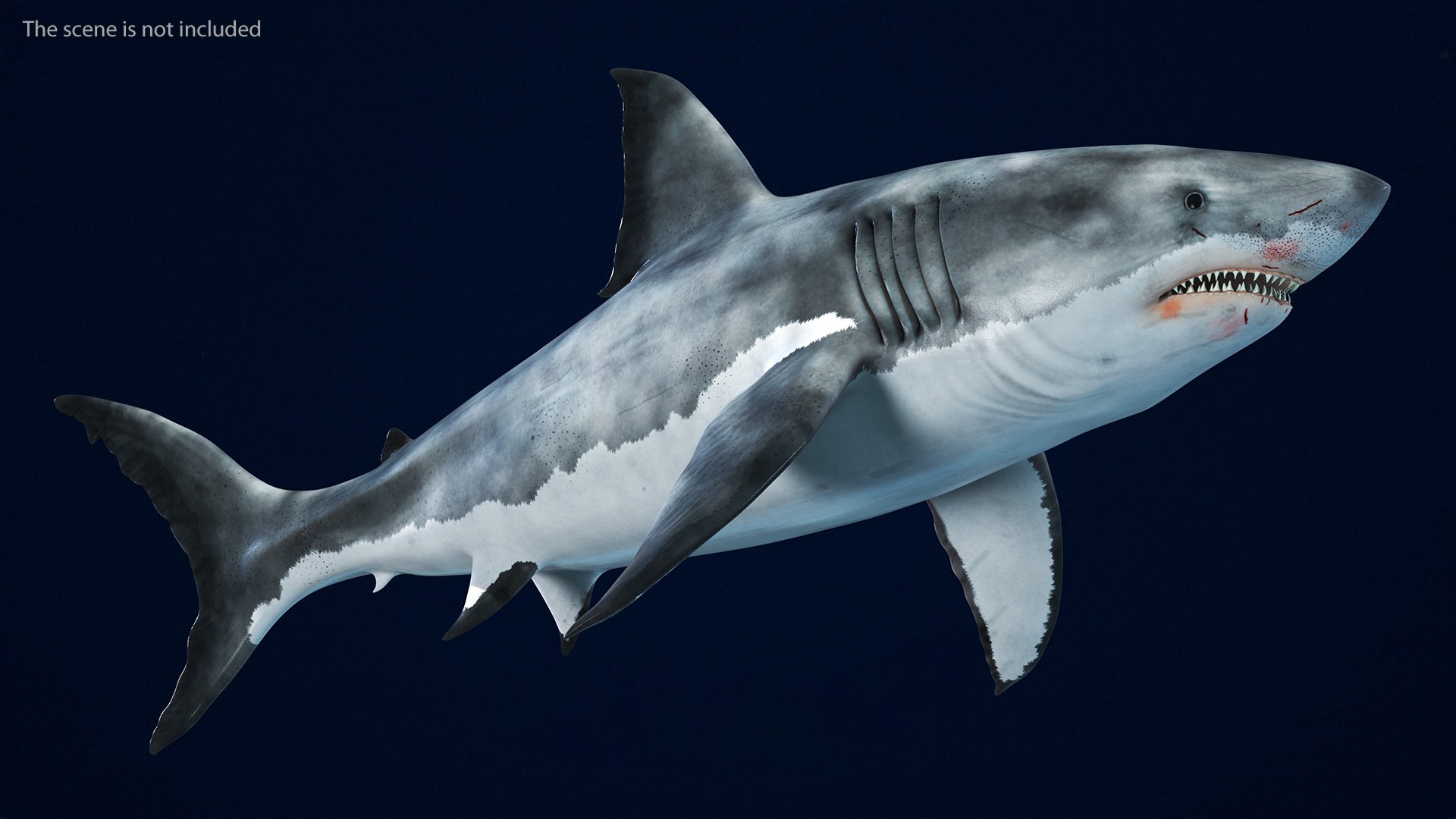 Great White Shark Blood Stained Rigged 3D Model - TurboSquid 2198826