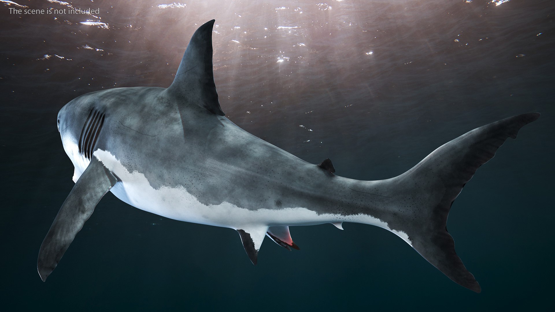 Great White Shark Blood Stained Rigged 3D Model - TurboSquid 2198826