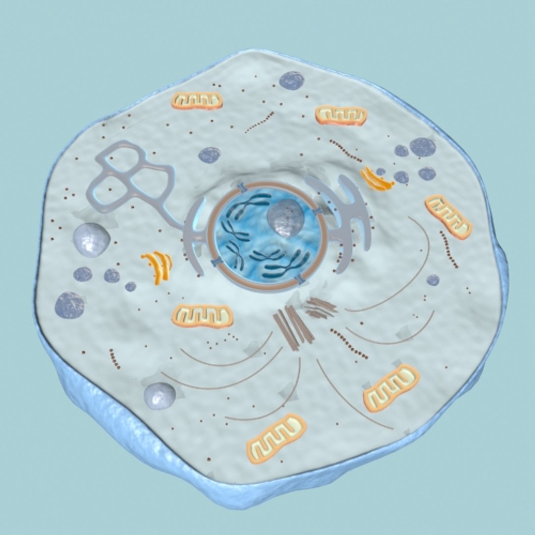 Cell Biology 3D Model - TurboSquid 1455752
