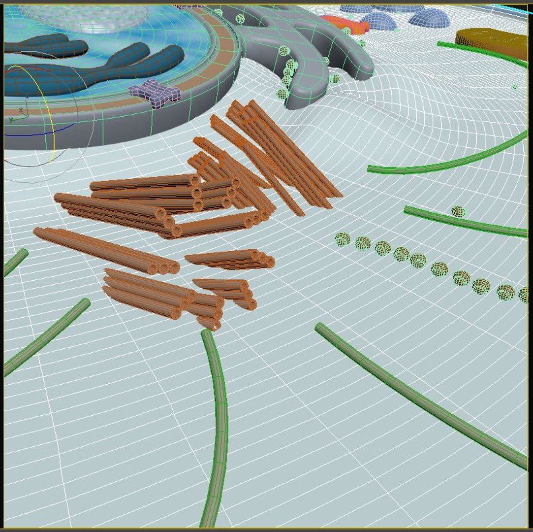 Cell Biology 3D Model - TurboSquid 1455752