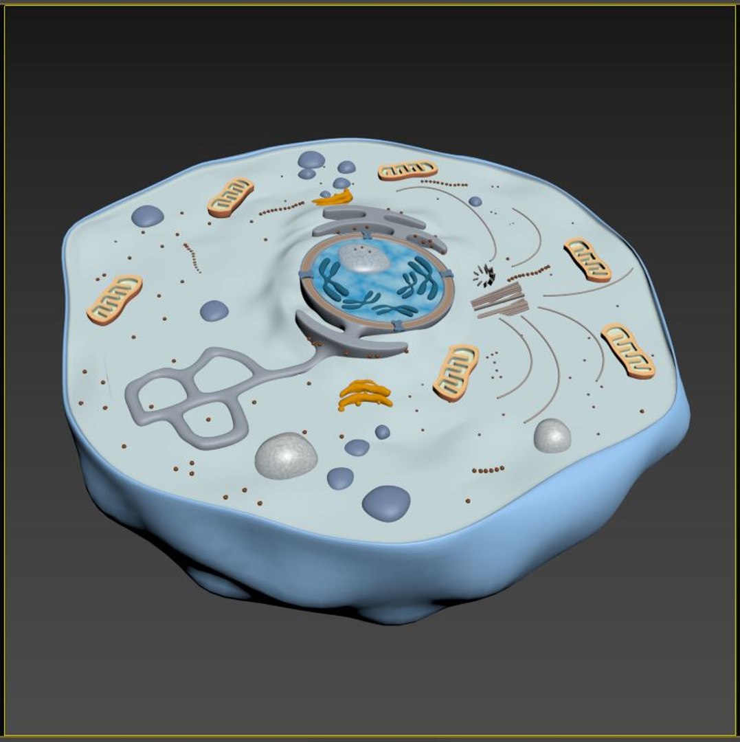 Cell Biology 3D Model - TurboSquid 1455752