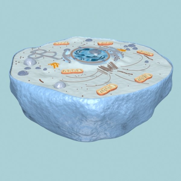 Cell biology 3D model - TurboSquid 1455752