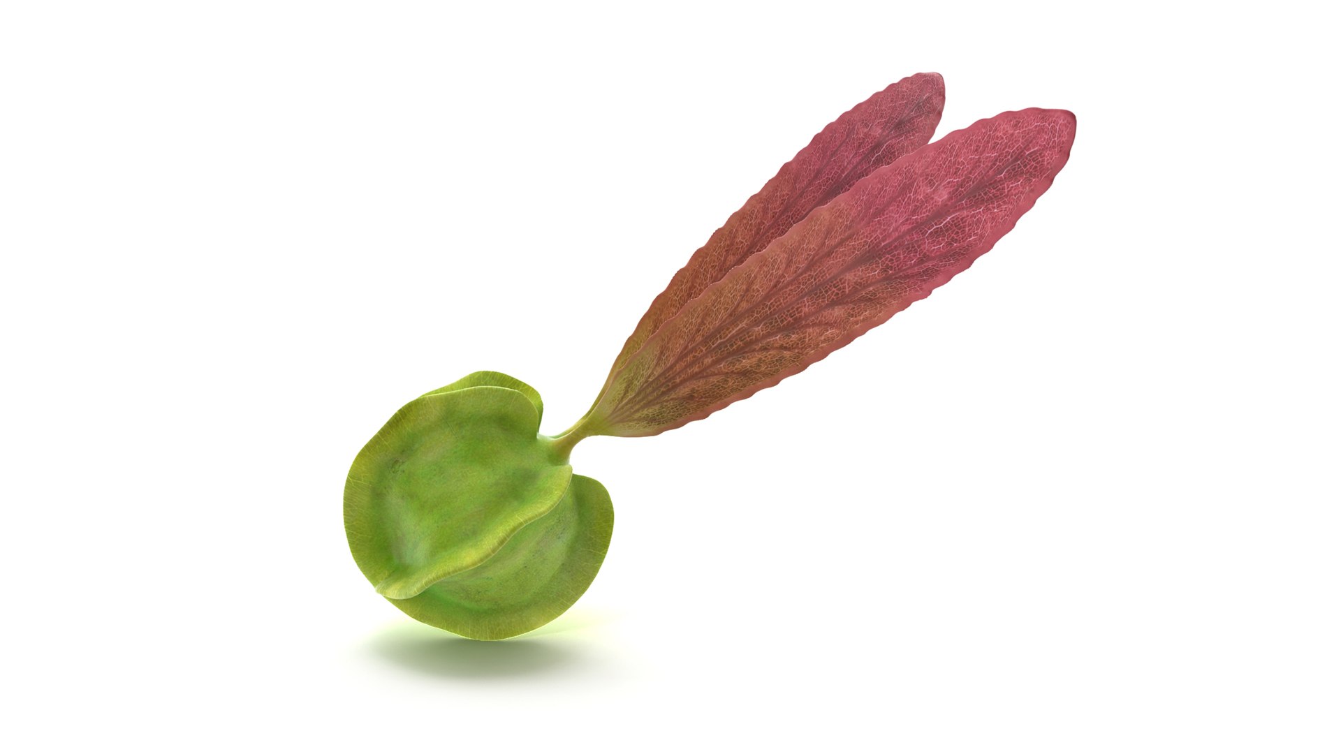 Flying Seed Diptocarpus Alatus Model - TurboSquid 1955283