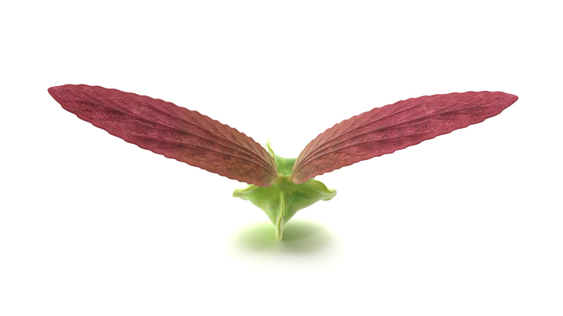 Flying Seed Diptocarpus Alatus Model - TurboSquid 1955283