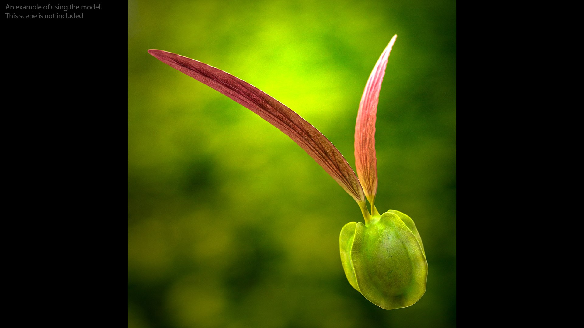 Flying Seed Diptocarpus alatus model - TurboSquid 1955283