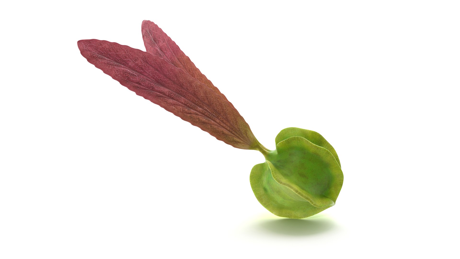 Flying Seed Diptocarpus Alatus Model - TurboSquid 1955283