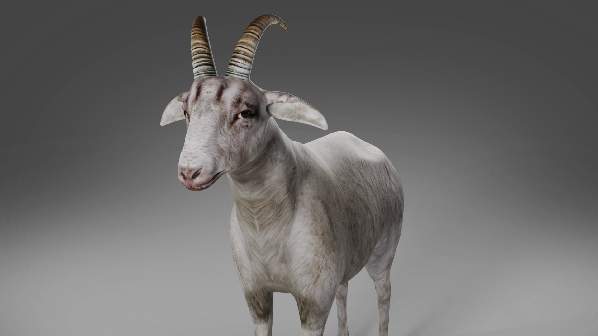 3D Goat 02 Rigged In Blender - TurboSquid 2010281