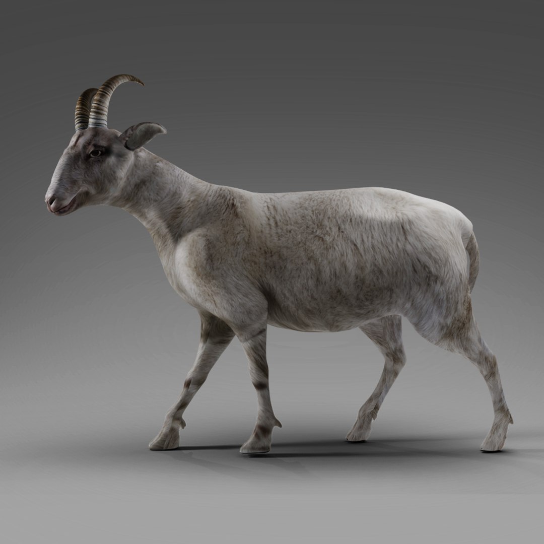 3D Goat 02 Rigged In Blender - TurboSquid 2010281