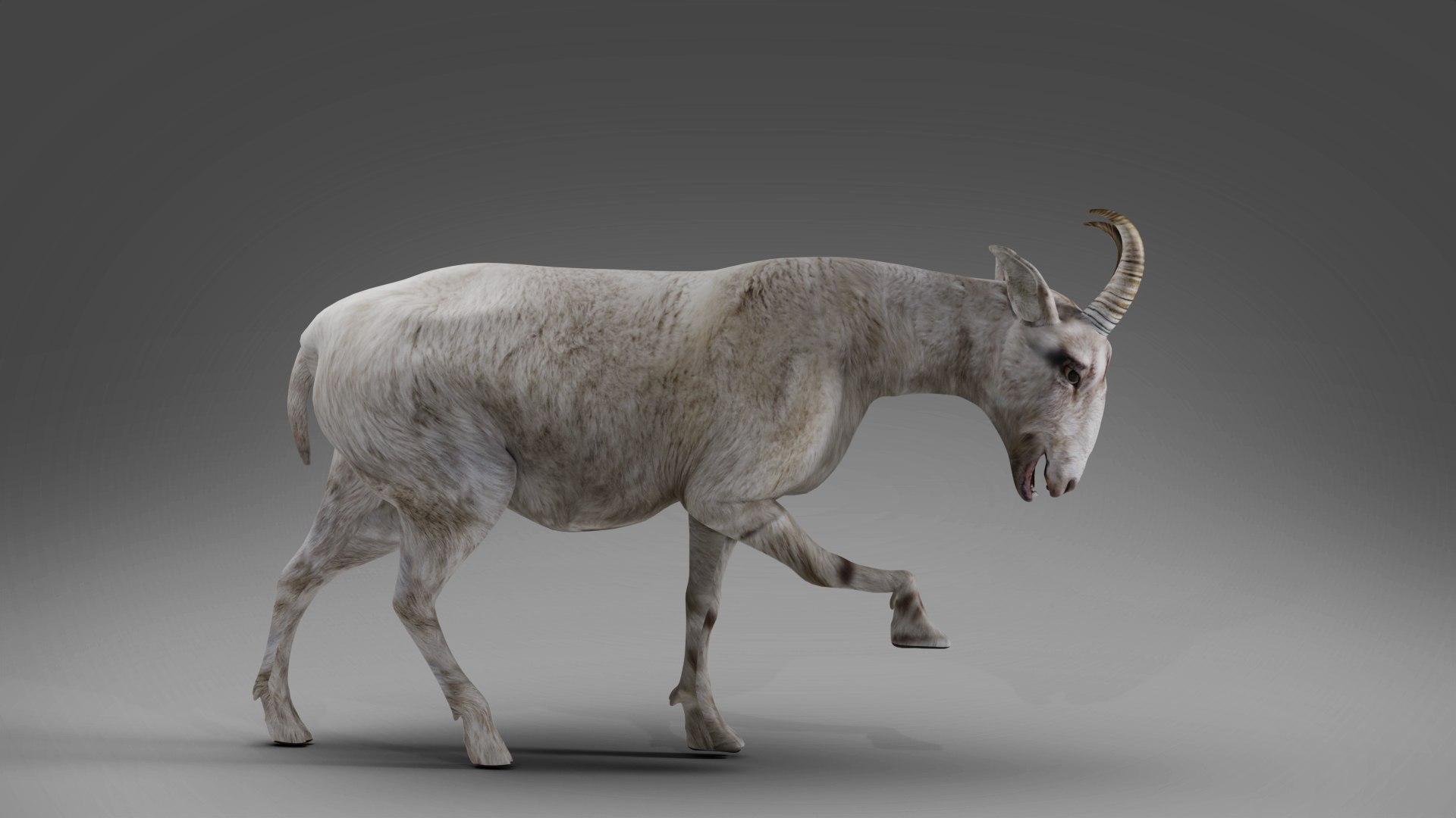 3D Goat 02 Rigged In Blender - TurboSquid 2010281