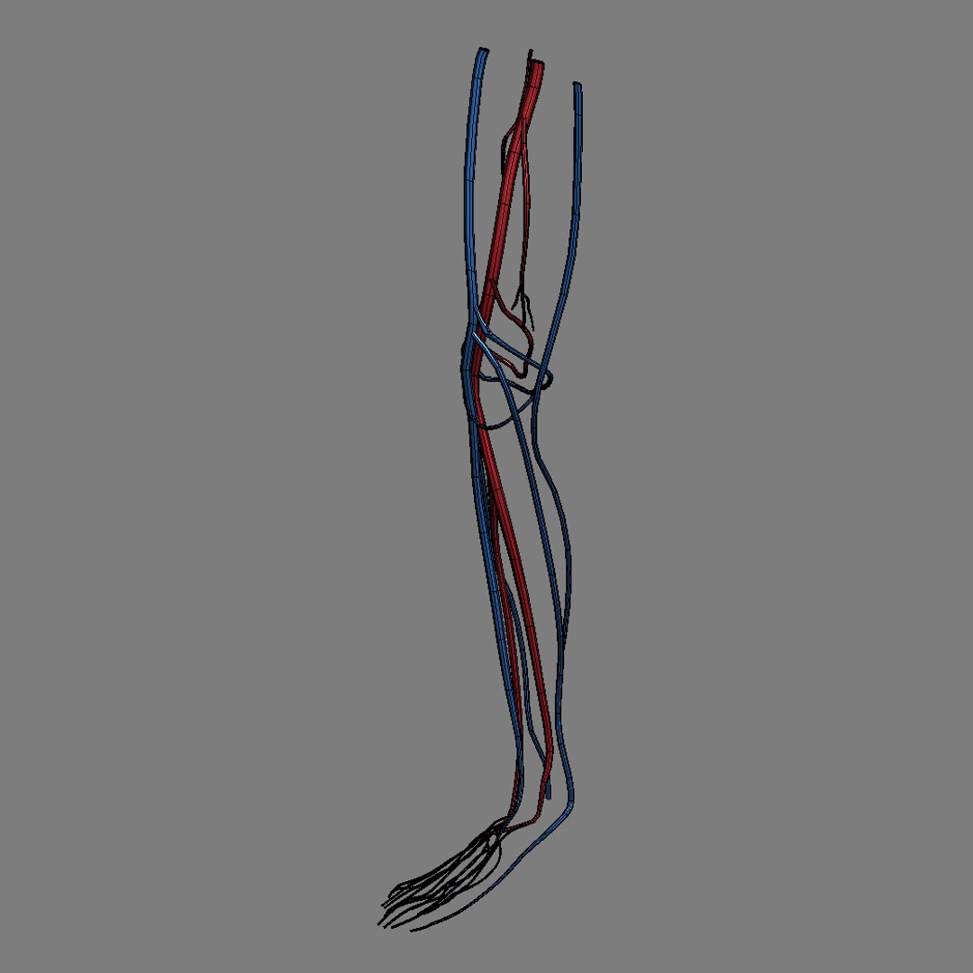 3ds Human Male Leg Anatomy