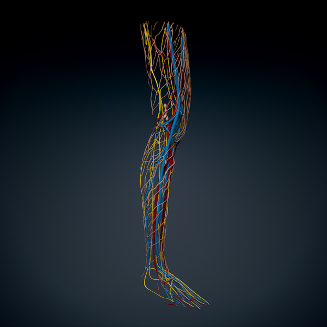 3ds Human Male Leg Anatomy