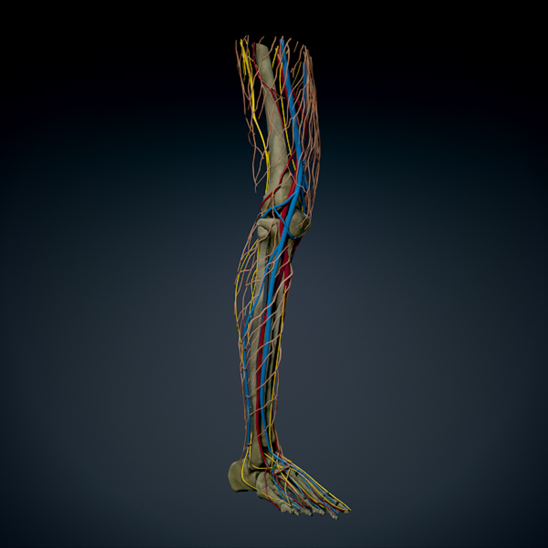3ds Human Male Leg Anatomy