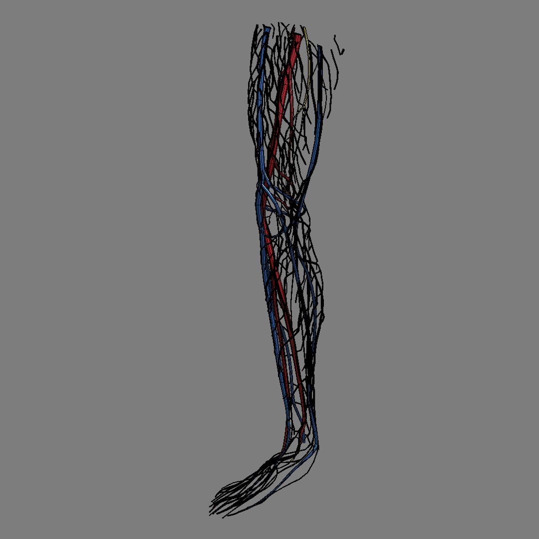 3ds Human Male Leg Anatomy