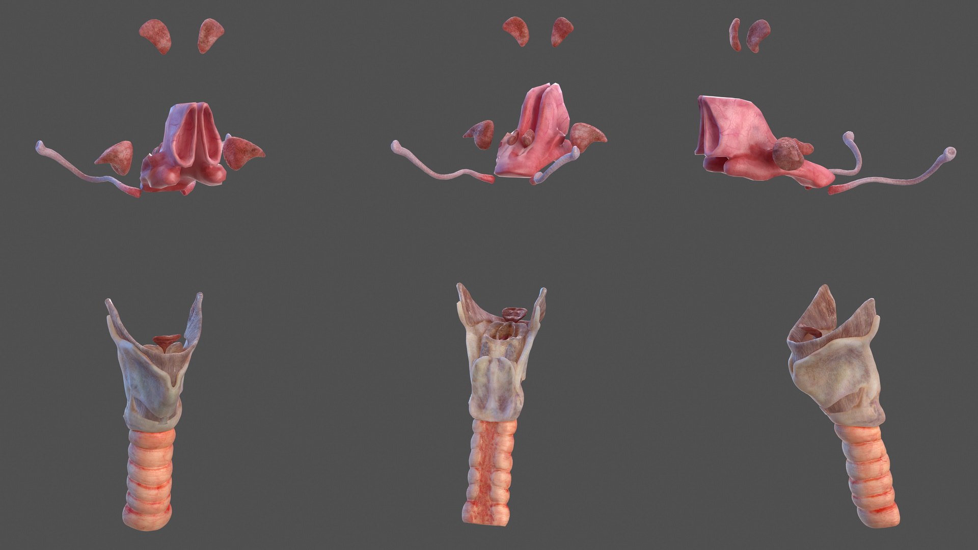 Human Head Respiratory 3D Model - TurboSquid 1469283