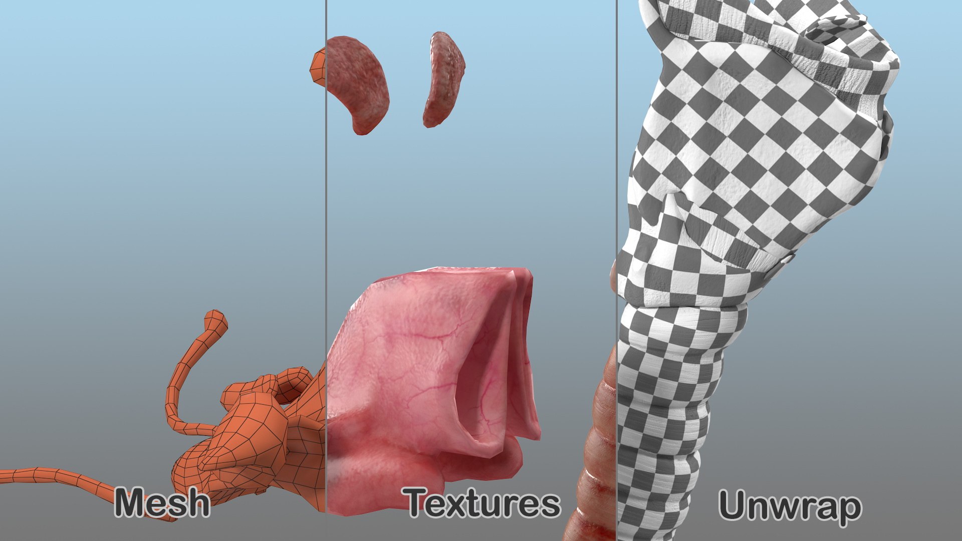 Human Head Respiratory 3D Model - TurboSquid 1469283