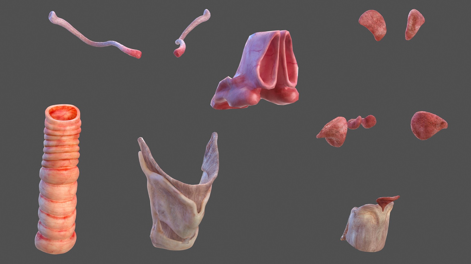 Human Head Respiratory 3D Model - TurboSquid 1469283