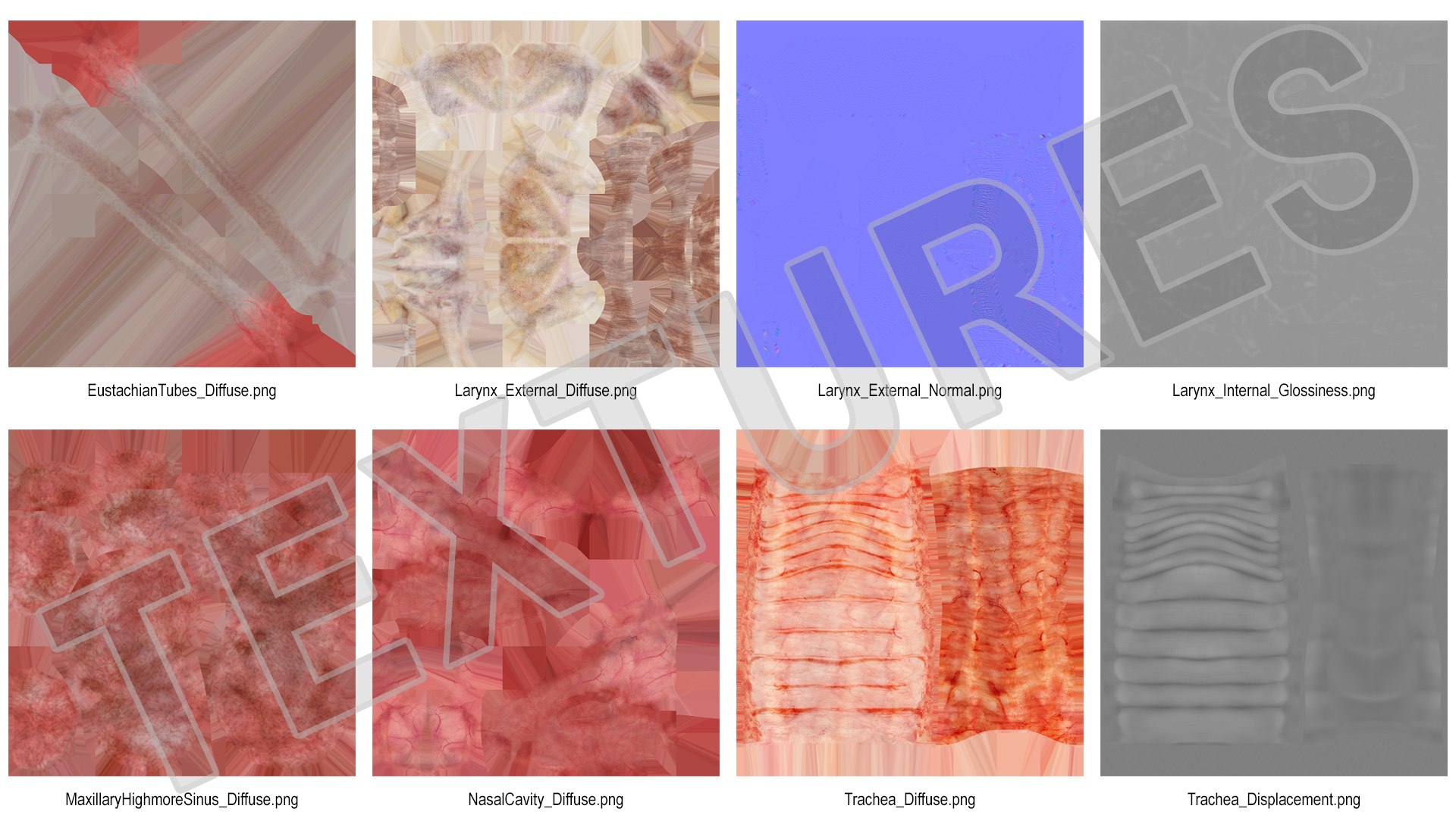 Human Head Respiratory 3D Model - TurboSquid 1469283