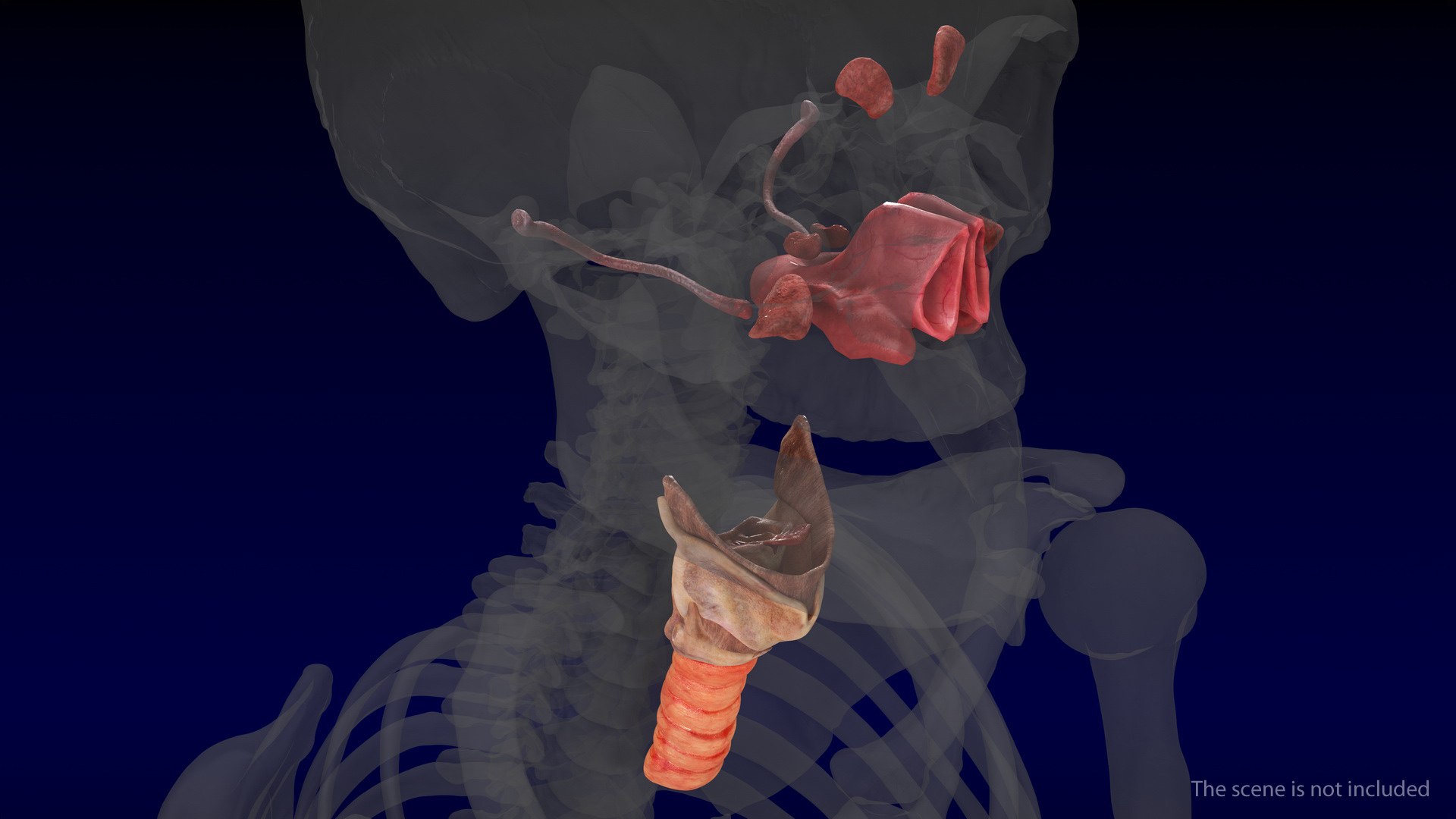 Human Head Respiratory 3D Model - TurboSquid 1469283