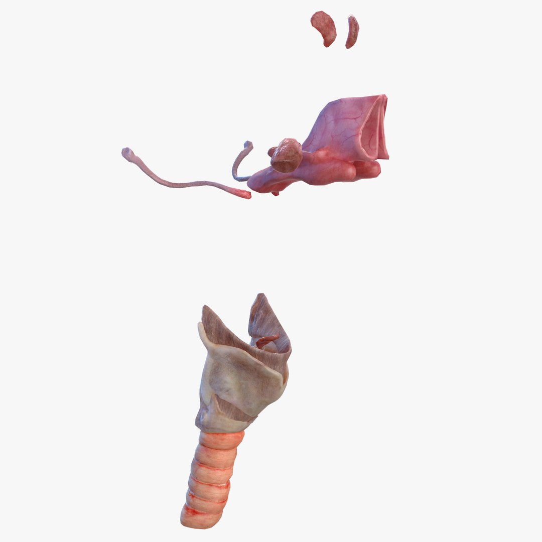 Human head respiratory 3D model - TurboSquid 1469283