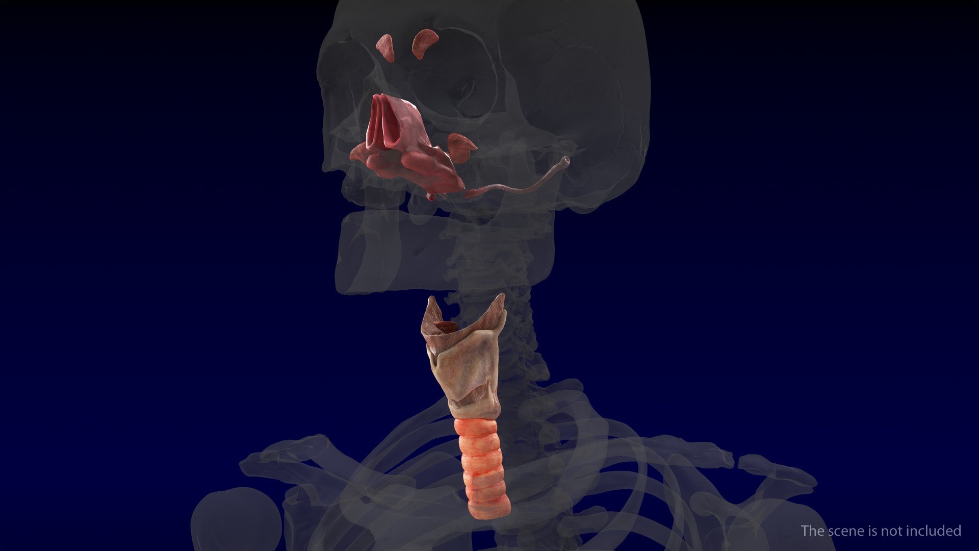 Human Head Respiratory 3D Model - TurboSquid 1469283