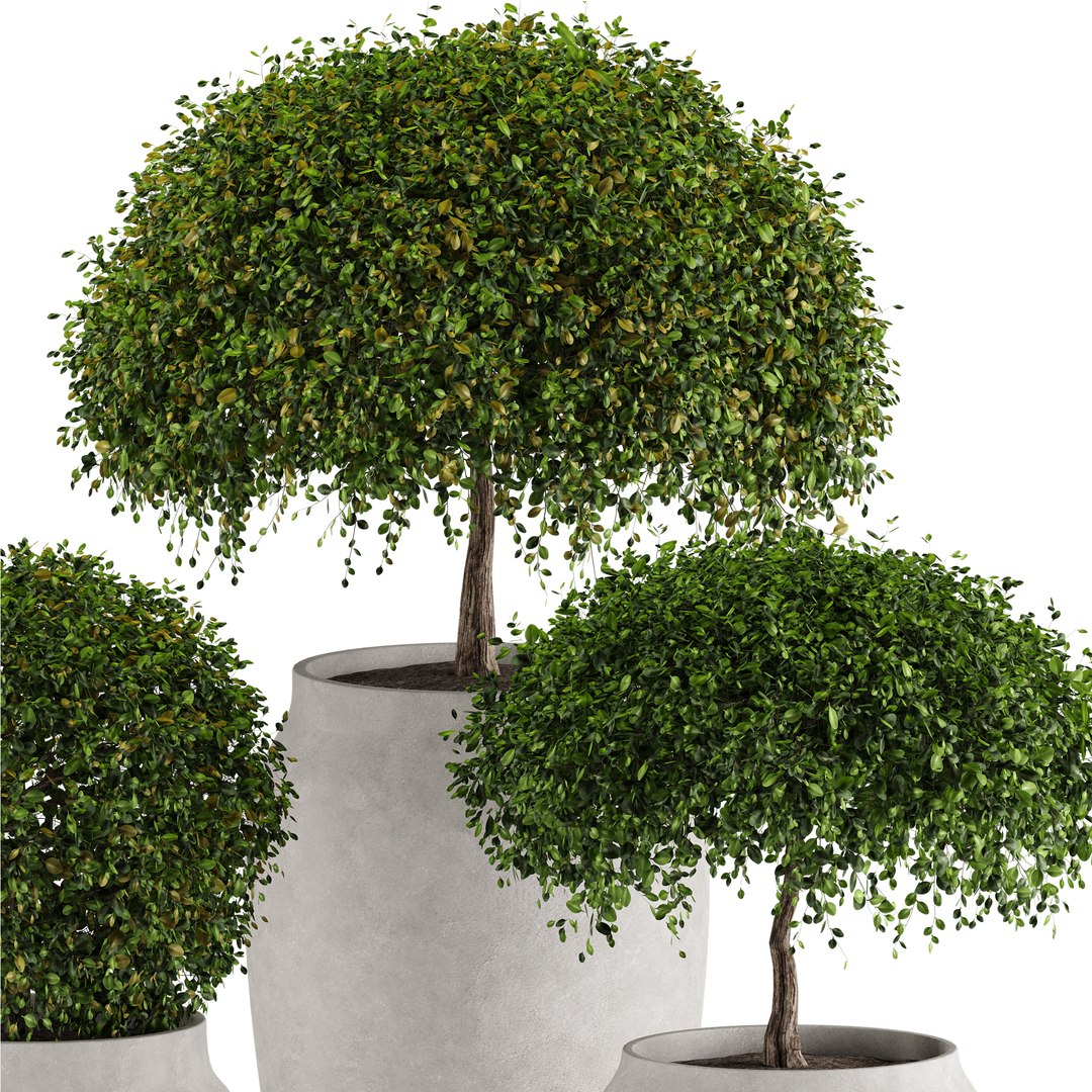 Set 4 indoor and outdoor Aglaia odorata planters 3D model - TurboSquid ...