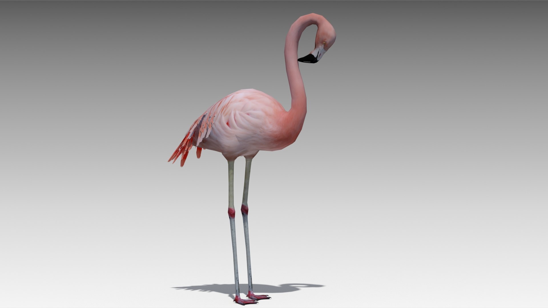 3d Model Flamingo Animations
