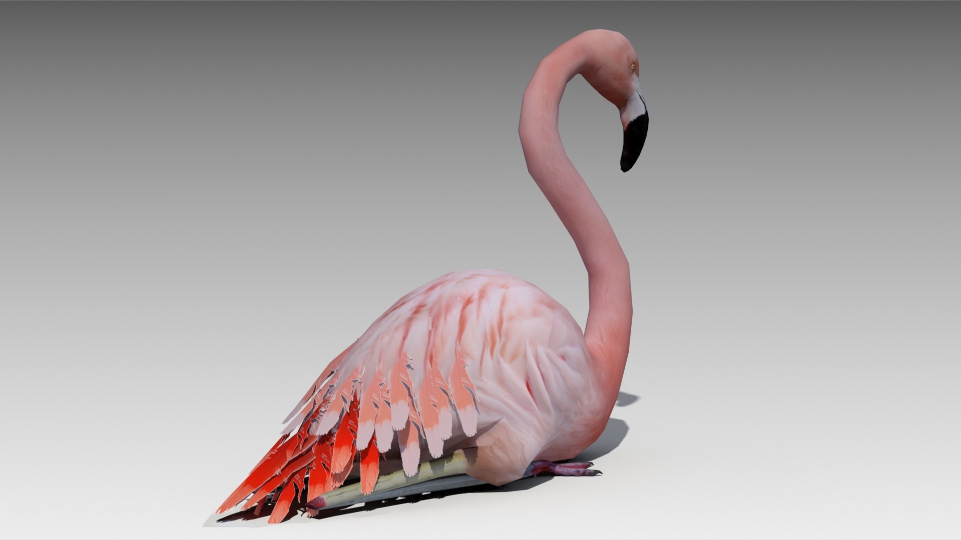 3d Model Flamingo Animations