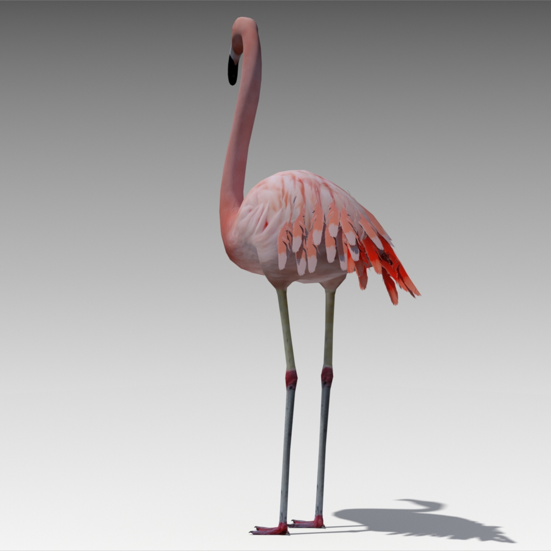 3d model flamingo animations