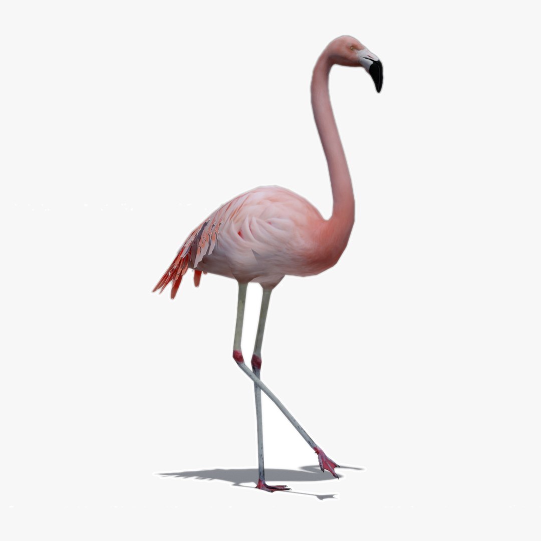 3d model flamingo animations