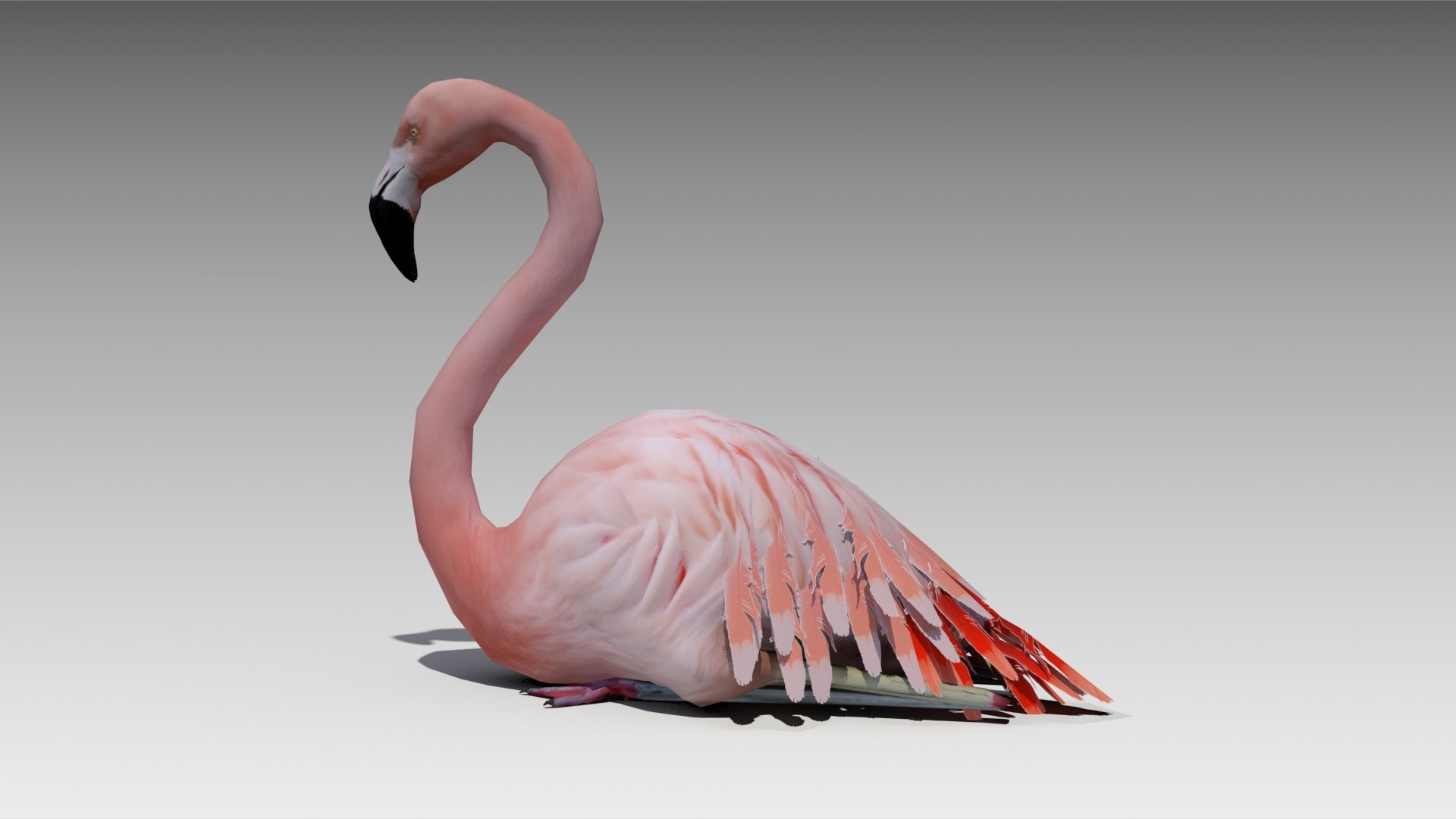 3d Model Flamingo Animations