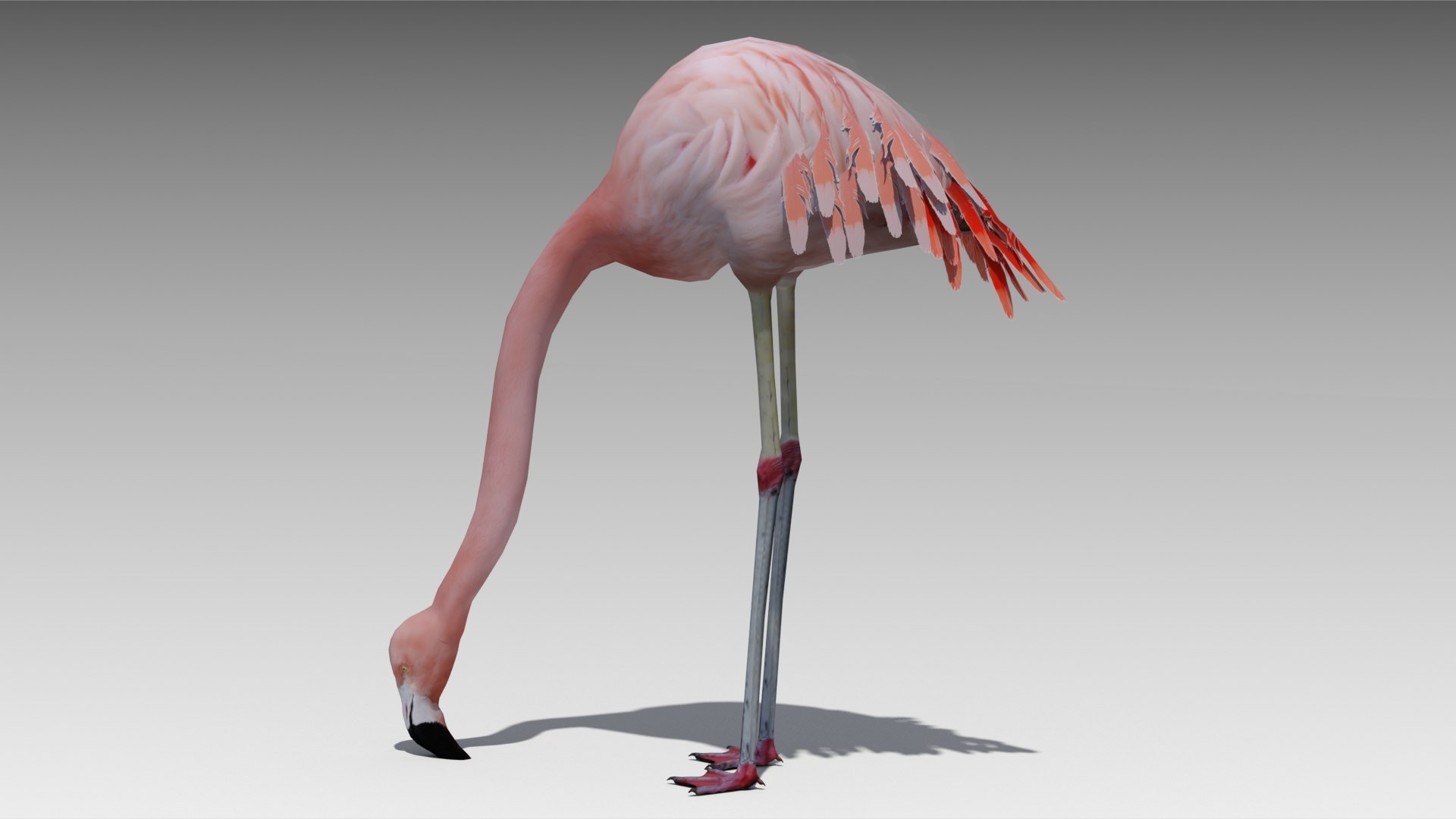 3d Model Flamingo Animations