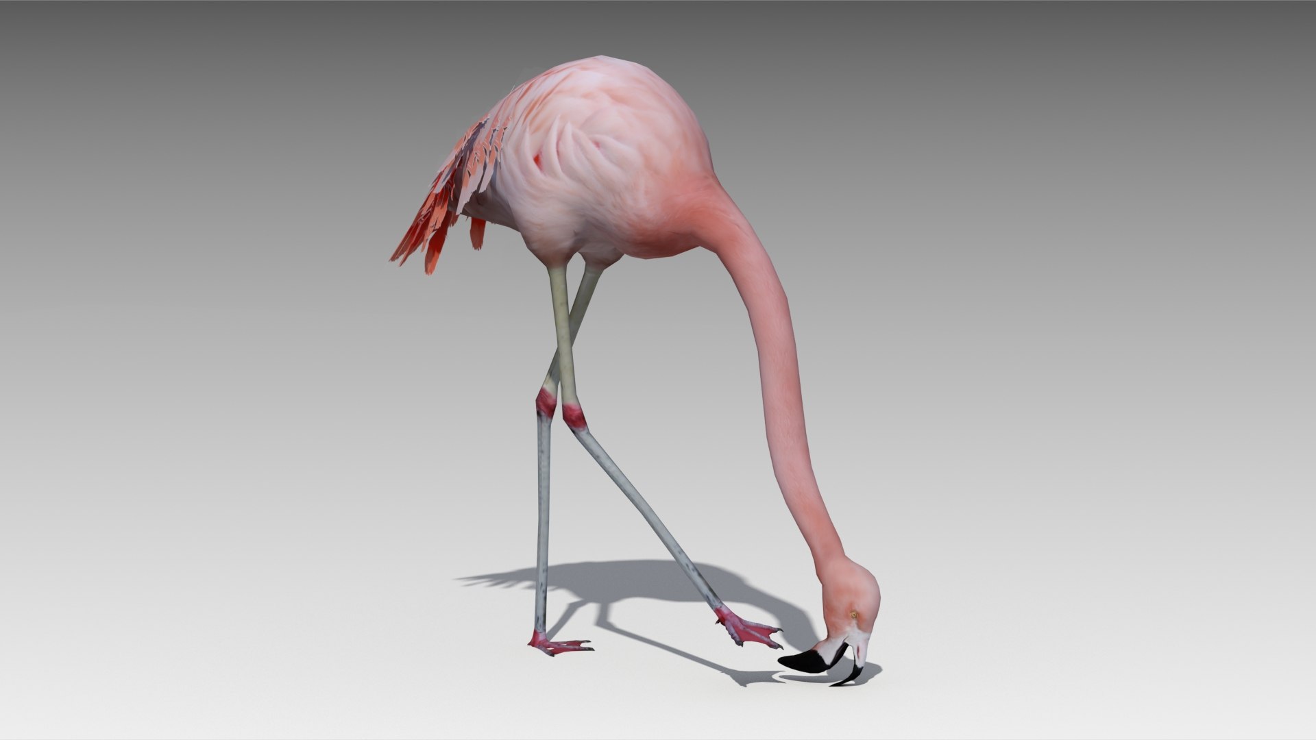 3d Model Flamingo Animations