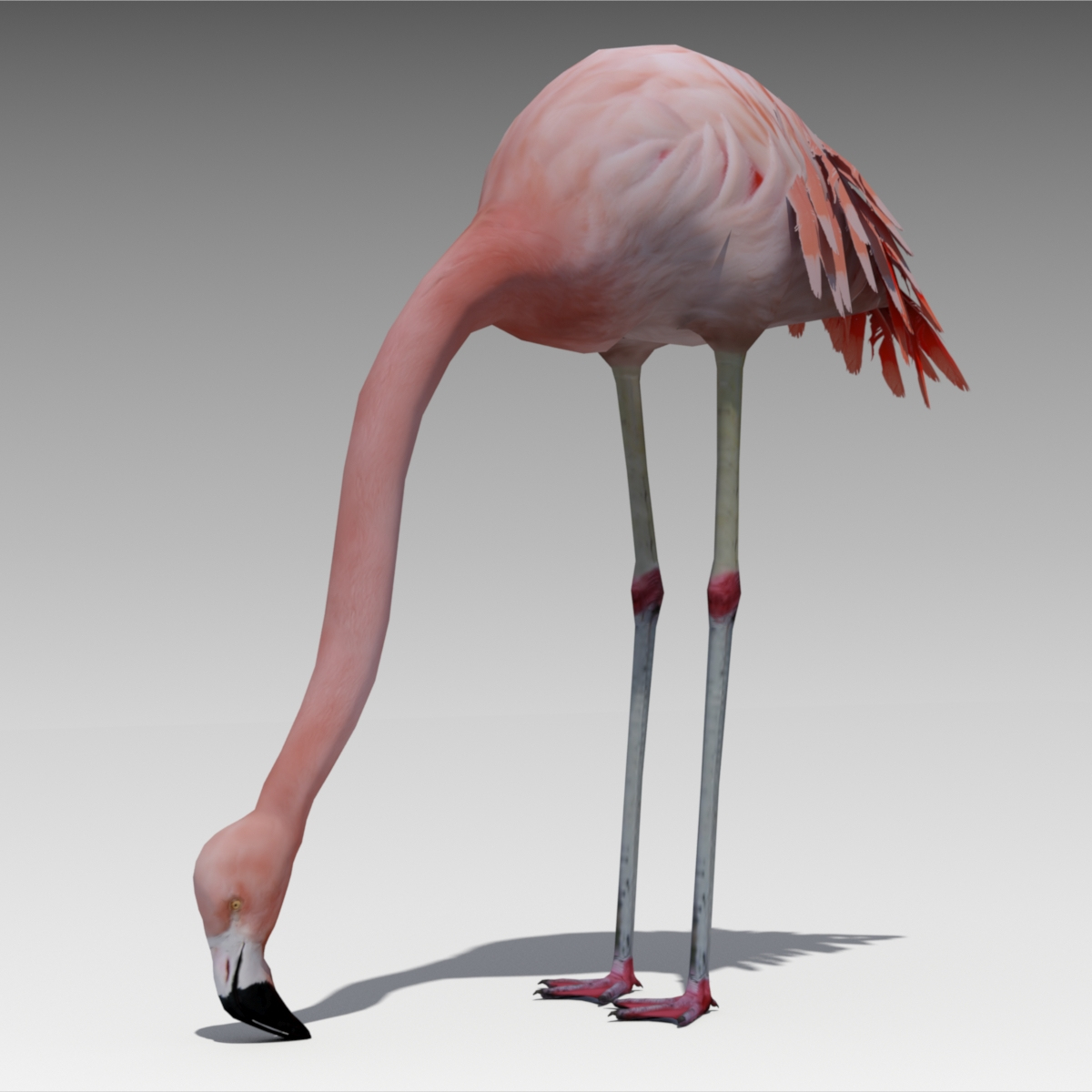 3d model flamingo animations