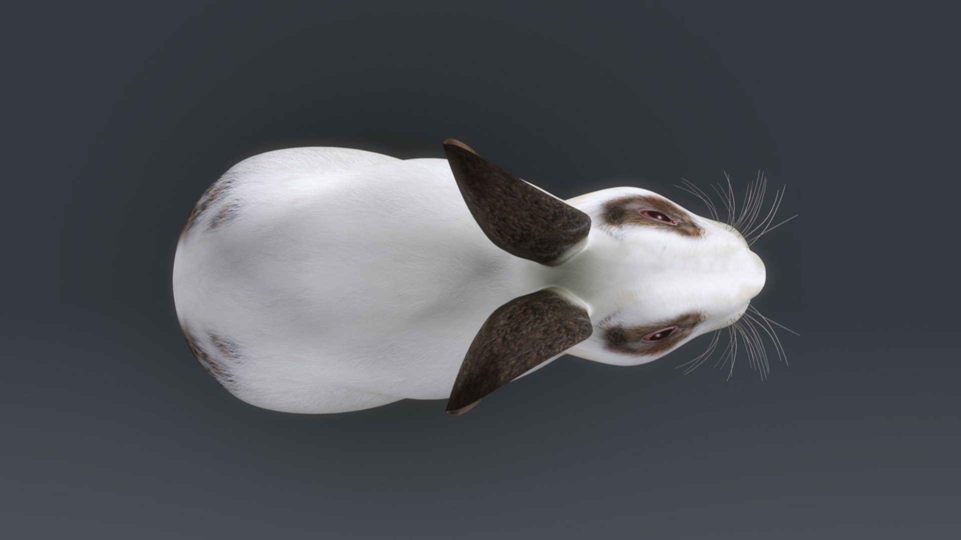 3d Cuniculus