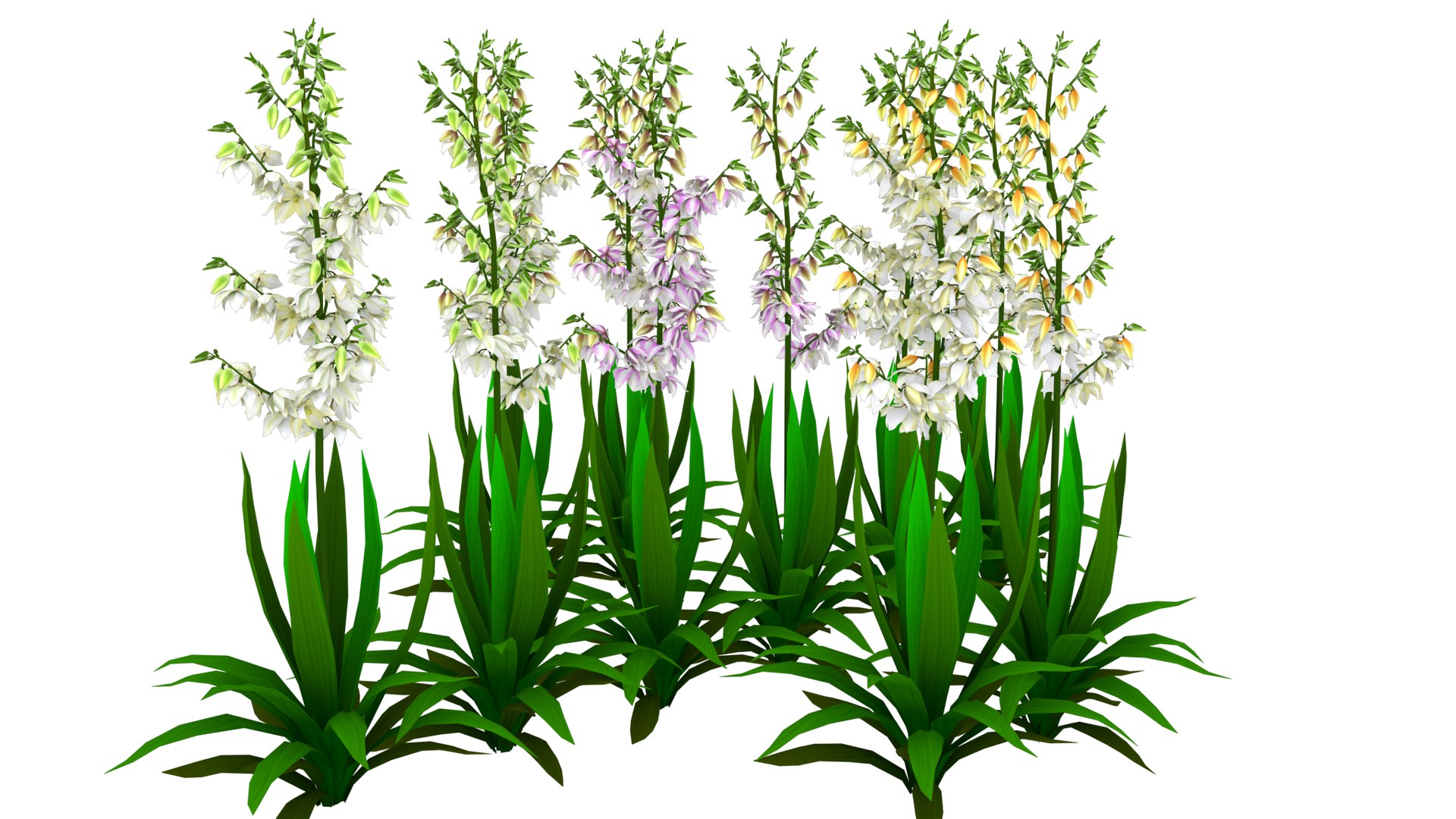 Flower EL Salvador Model - TurboSquid 2131618