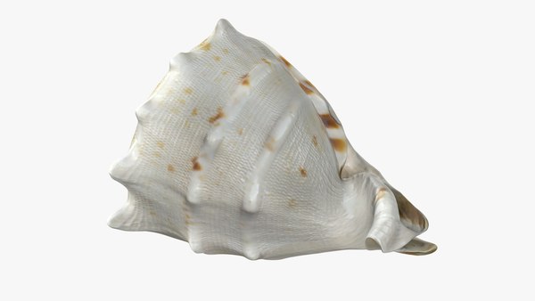 3D Conch Shell - TurboSquid 1770187