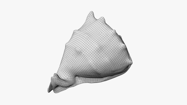 3D Conch Shell - TurboSquid 1770187