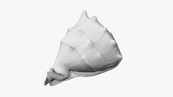 3D Conch Shell - TurboSquid 1770187